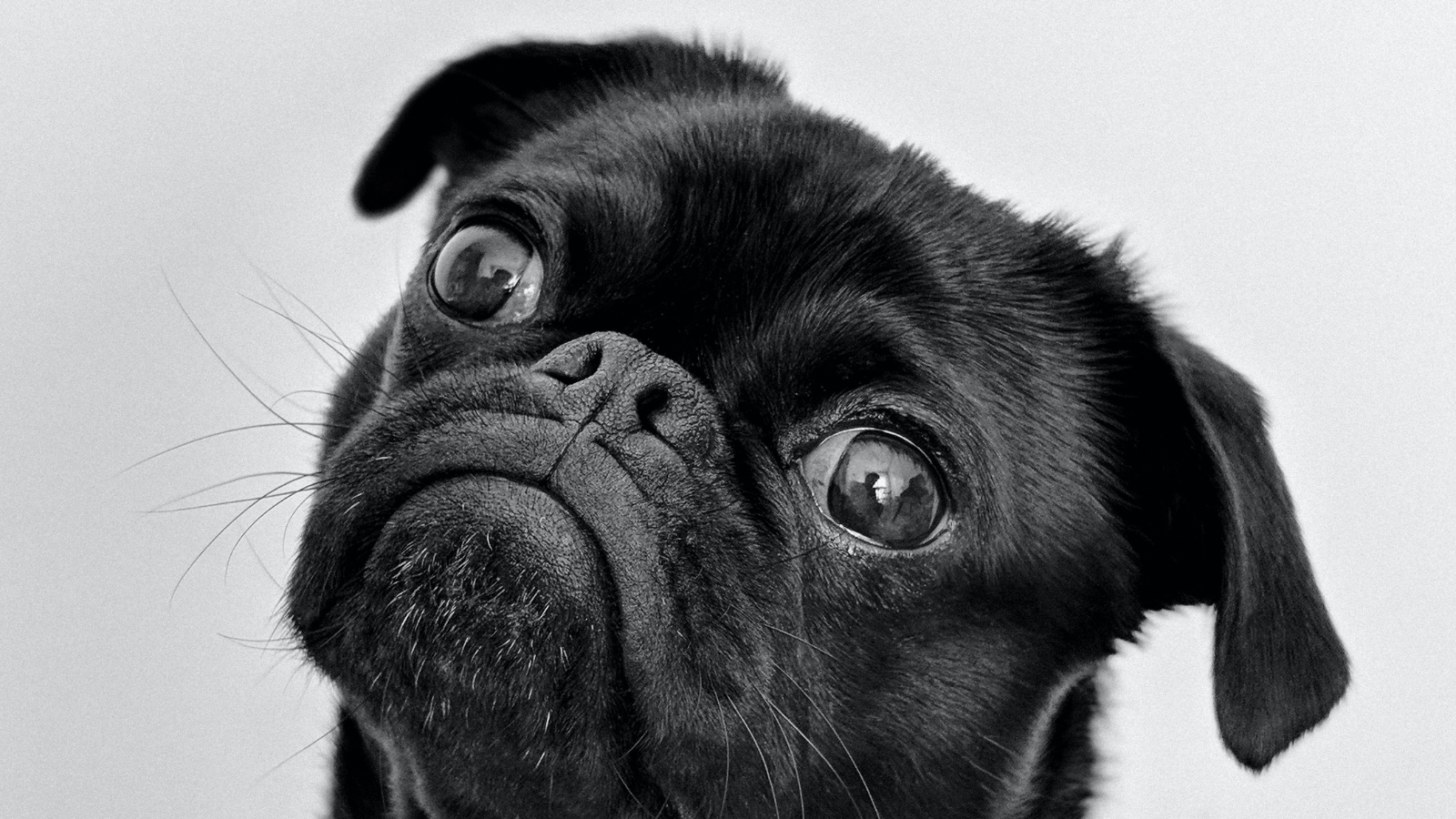 Wish Your Pup Could Talk? You Need A Dog Soundboard!